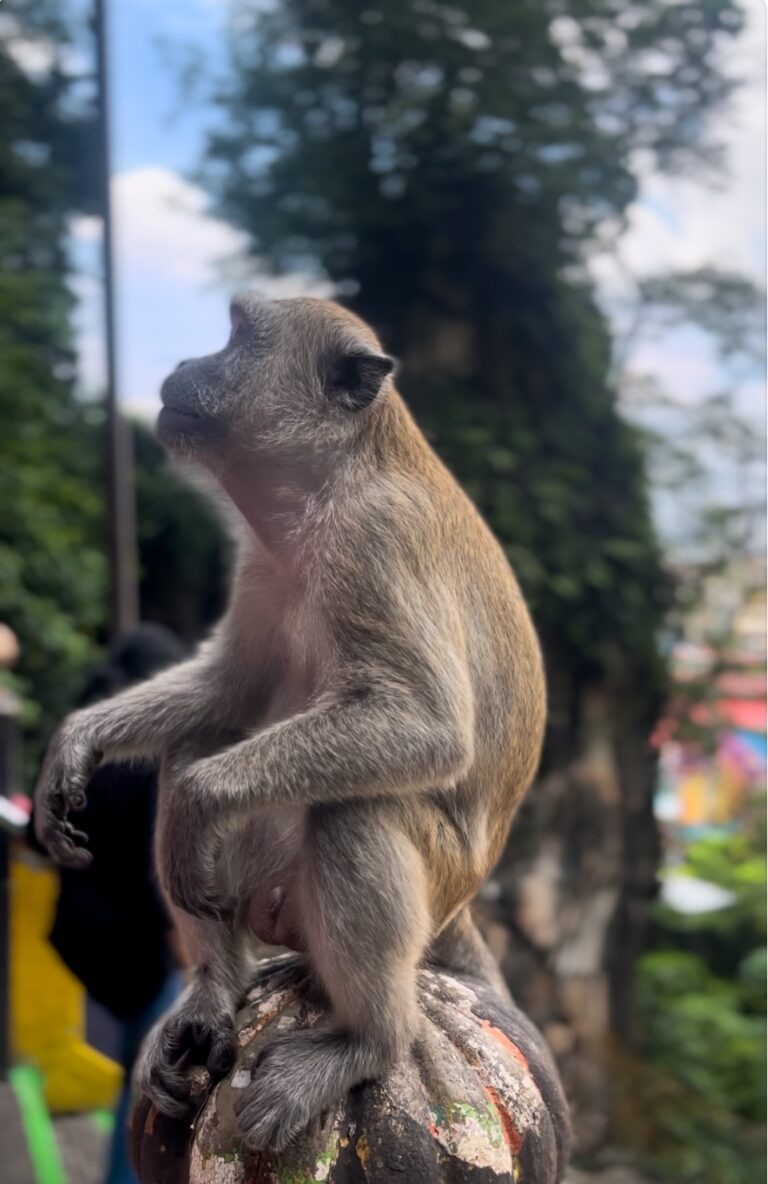 A Visit to the Batu Caves: A Humid Climb, Monkeys, and a Moment of Peace